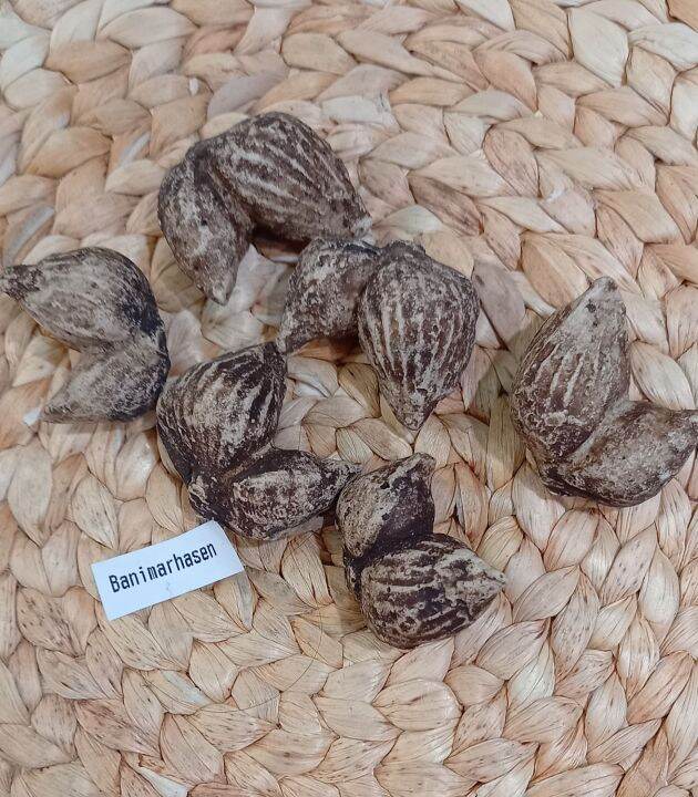 Batu Posil Bawang Mirah Sangat Cocok Untuk Koleksi Barang Legendaris ...