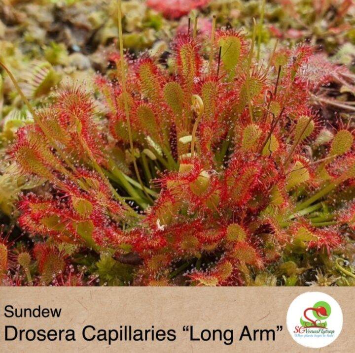 ☘️ Sundew "Intermedia Hybrid" Carnivorous Indoor Plant | Lazada Singapore