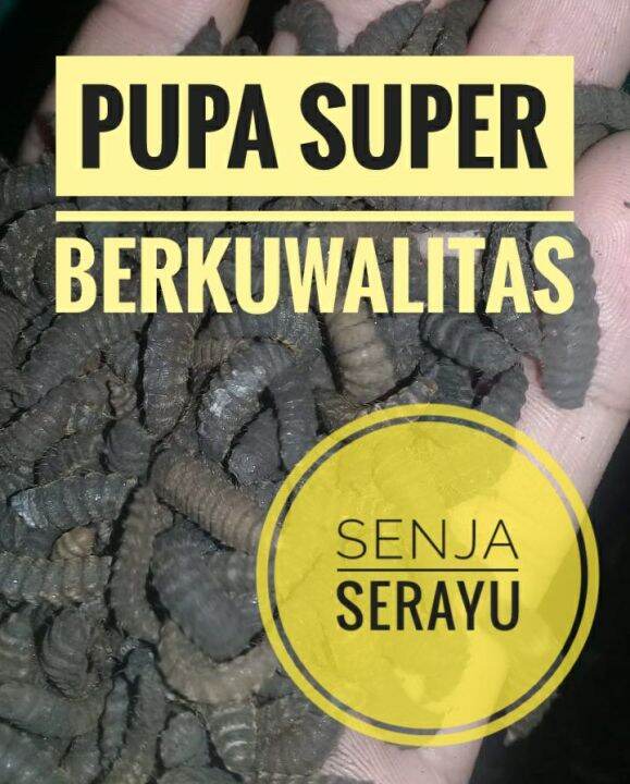 PUPA BSF super 1kg | Lazada Indonesia