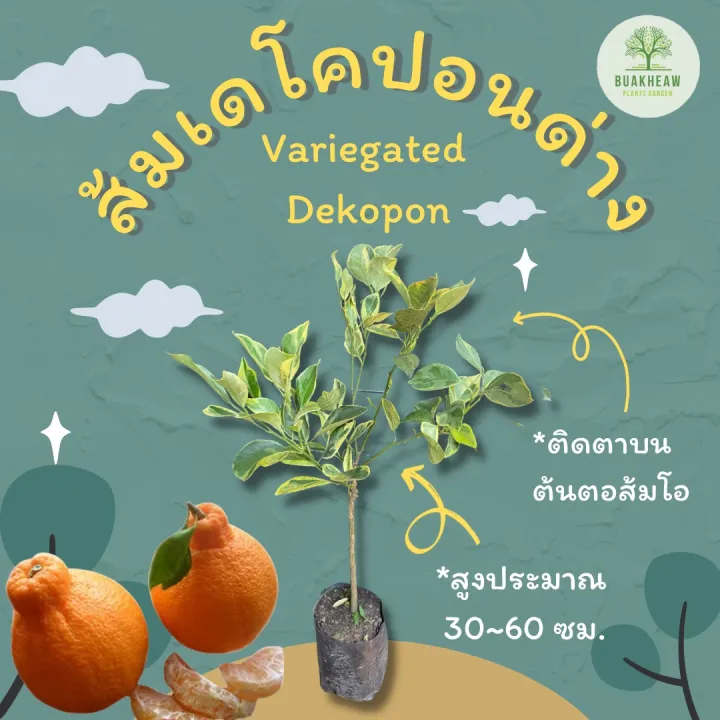 Variegated Dekopon/ส้มเดโคปอนด่าง/ส้มเดโคปองด่าง ต้นพันธ์ุส้มเดโคปอน ...