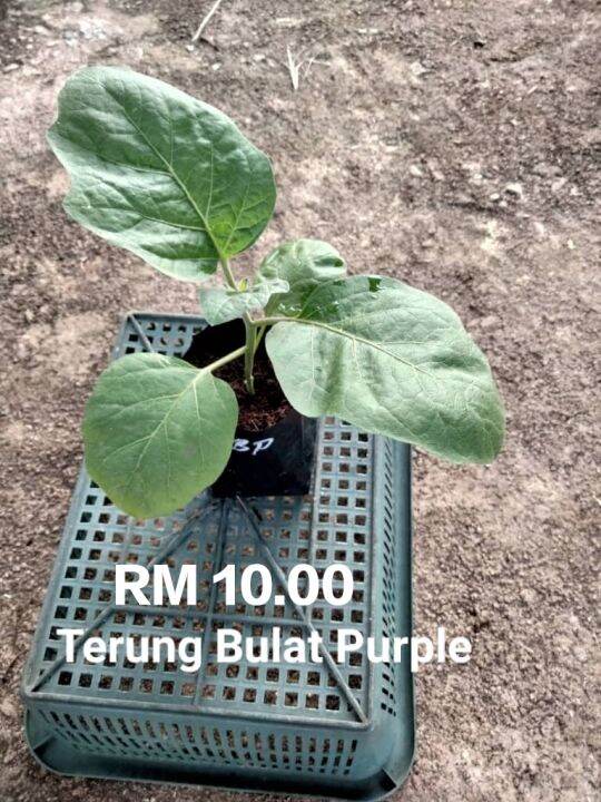Pokok Terung Bulat (Purple) | Lazada
