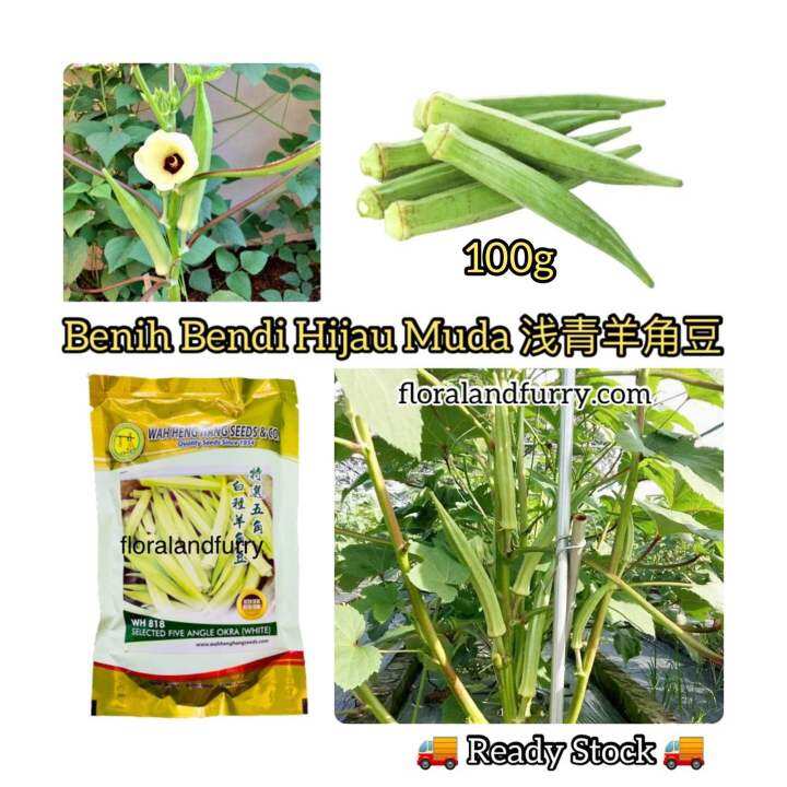 100g WH818 Selected Five Angle Okra Seeds 特选五角白种羊角豆 Biji Benih Bendi ...