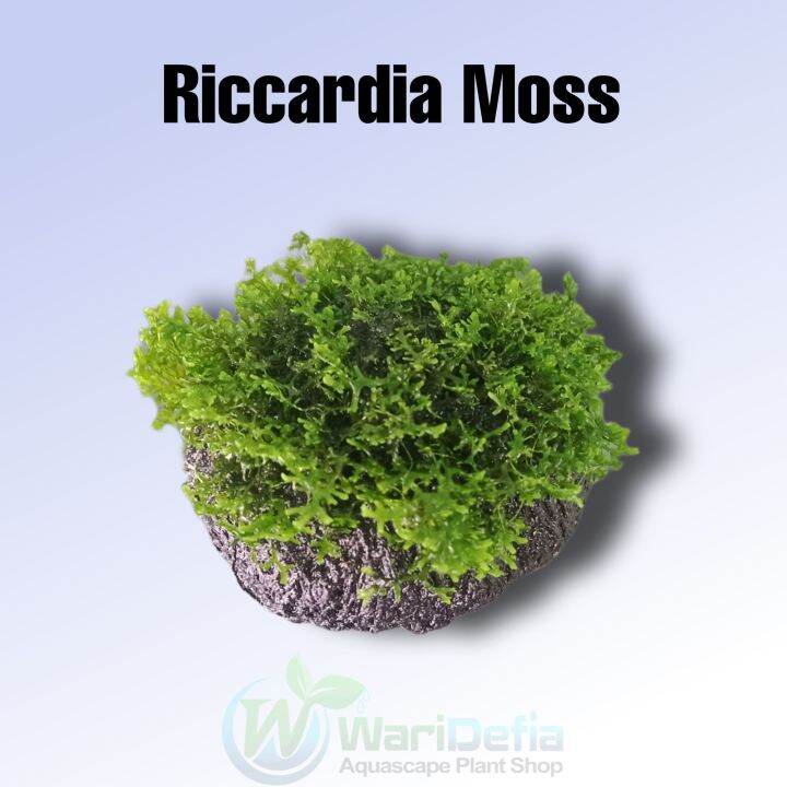 Riccardia Moss Tanaman Aquascape Wabikusa | Lazada Indonesia
