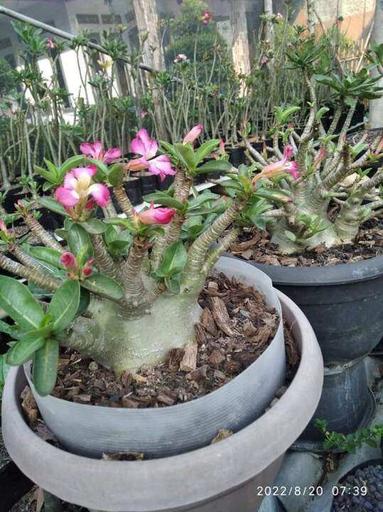 BUNGA ADENIUM ARABICUM SEDLING HIBRID ADENIUM KARAKTER TANAMAN HIAS ...