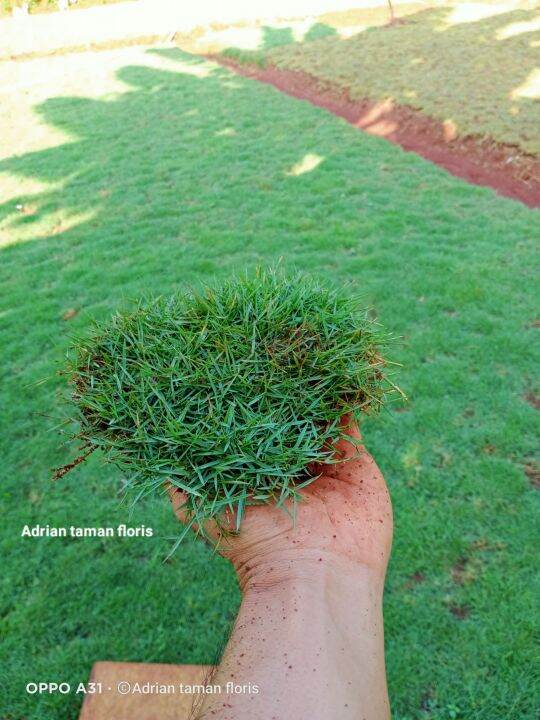 rumput jepang atau Peking 1 meter x 1 meter | Lazada Indonesia