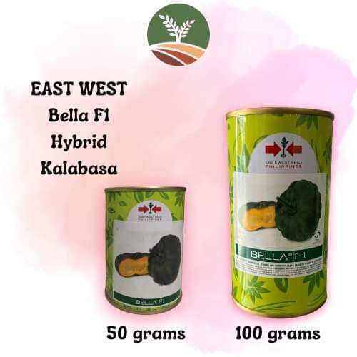 BELLA F1 EAST WEST SEED HYBRID PUMPKIN SQUASH KALABASA SEEDS 50g/100g ...