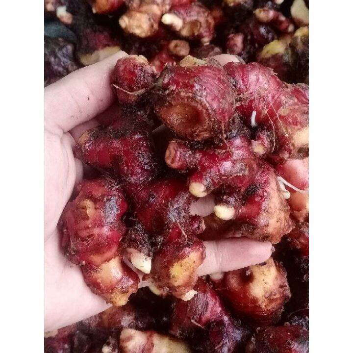 PROMO JAHE MERAH DADAKAN/ JAHE MERAH FRESH / JAHE MERAH SEGAR 1kg ... PROMO JAHE MERAH DADAKAN/ JAHE MERAH FRESH / JAHE MERAH SEGAR 1kg ...