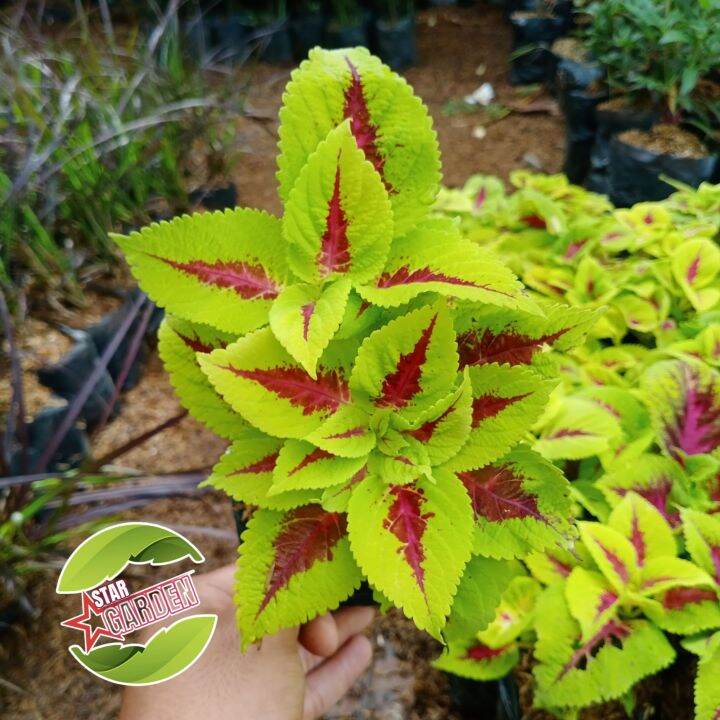 Pohon Miana Hijau Merah // Tanaman Hias Miana Hijau Merah | Lazada ...