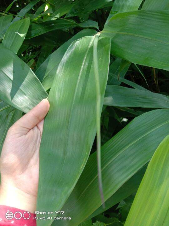jual daun bambu segar untuk bungkus bacang 50 lembar | Lazada Indonesia