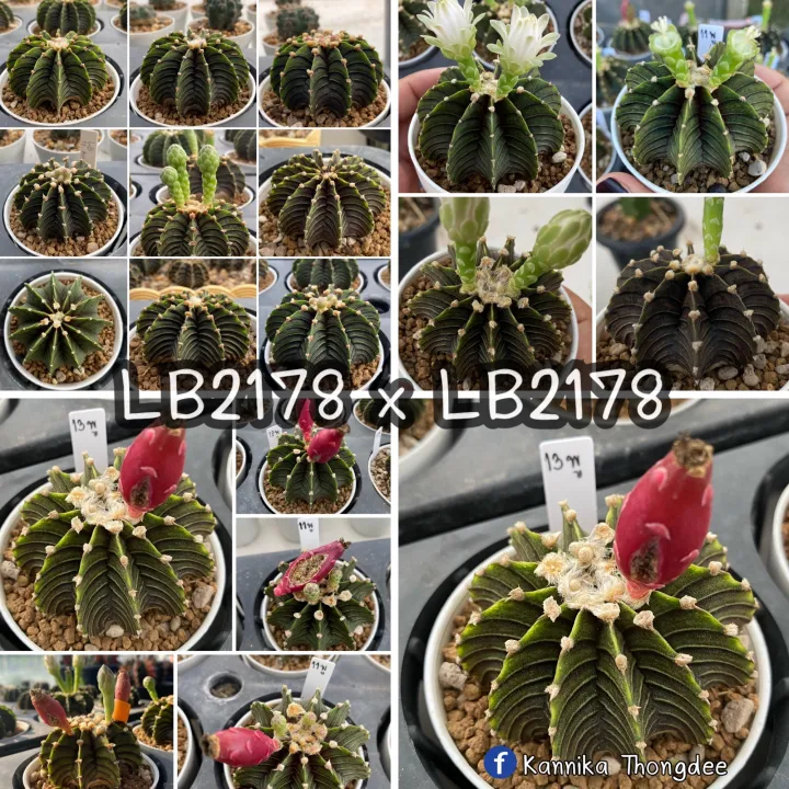 เมล็ดแอลบีแท้ LB2178 50เมล็ด | Lazada.co.th