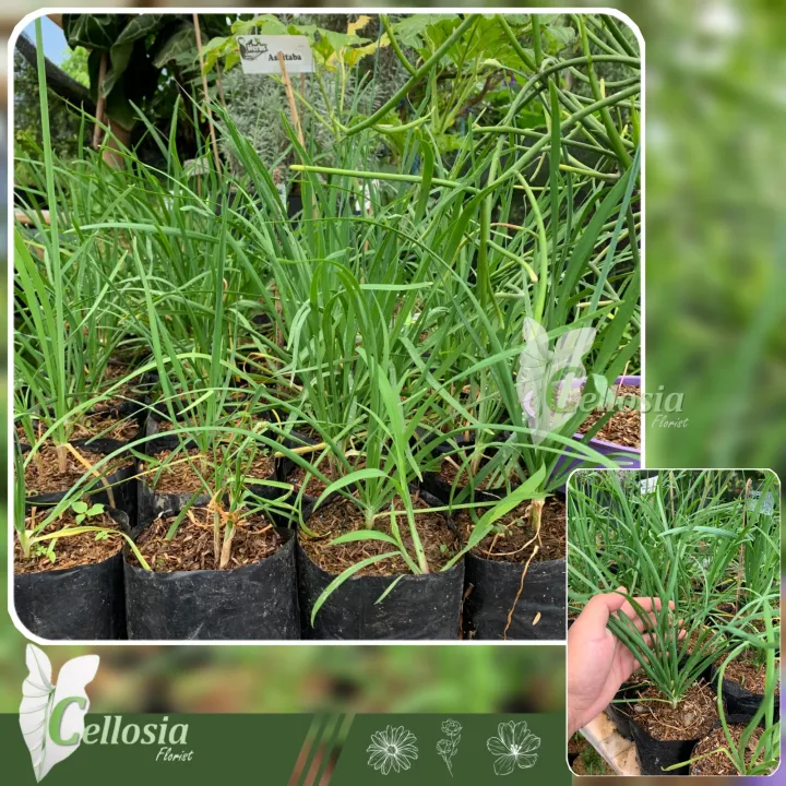 Tanaman Herbal Rempah Daun Kucai / Bawang Kucai | Lazada Indonesia