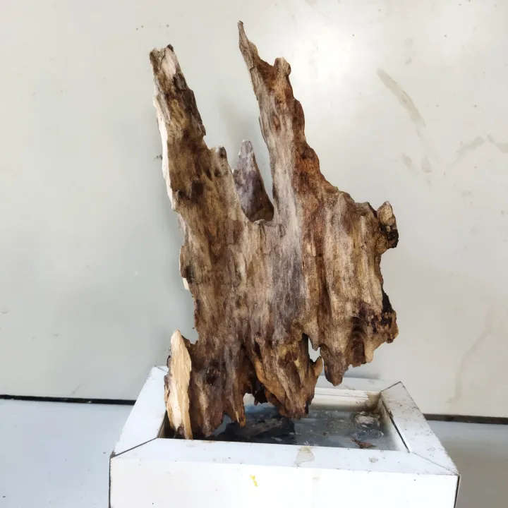 Kayu Rentek Aquascape/Channa/Castawood | Lazada Indonesia