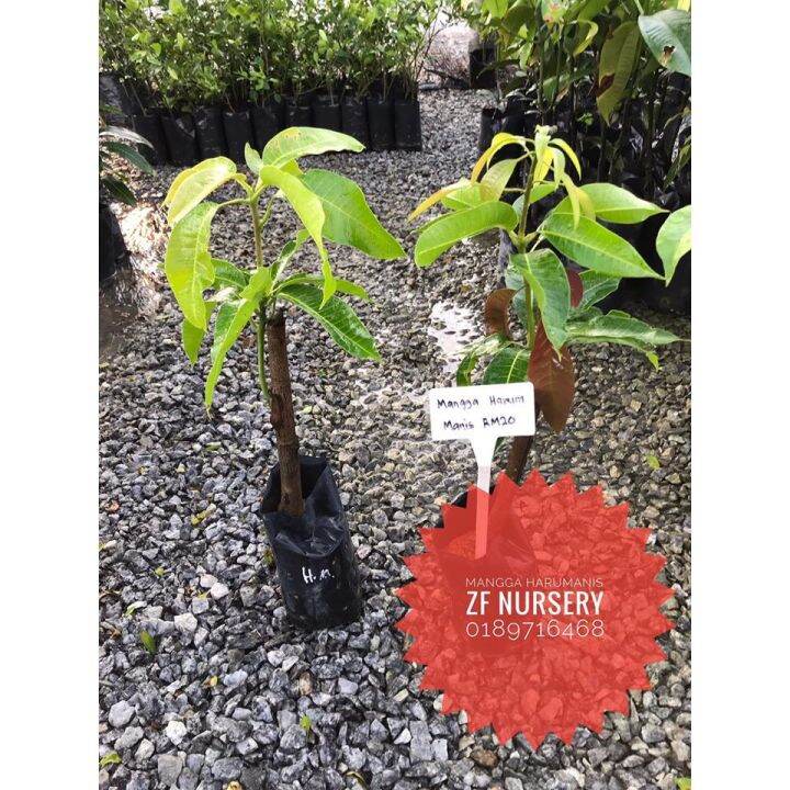 Anak pokok Mangga harumanis | Lazada