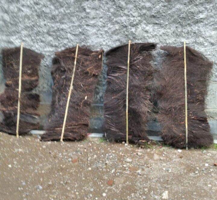 kakaban injuk buat pijahan ikan lele ikan mas dlln | Lazada Indonesia