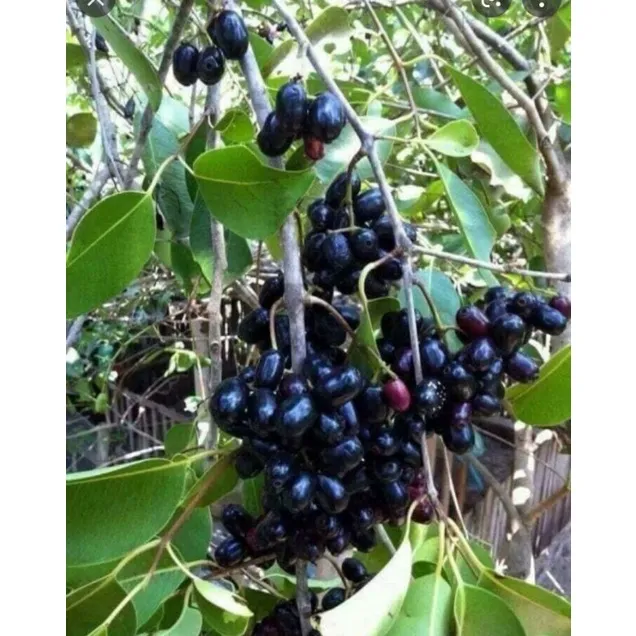 🪴Pokok Jambu Arang Hybrid | Lazada
