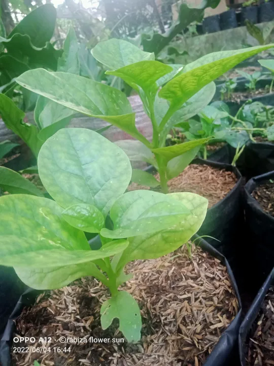 jual tanaman herbal pohon angkung .. tanaman obat untuk struk .dan bisa ...