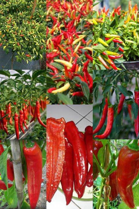 100 BIJI BIBIT CABAI CABE BERBAGAI JENIS CABAI CABE RAWIT MERAH CABAI ...
