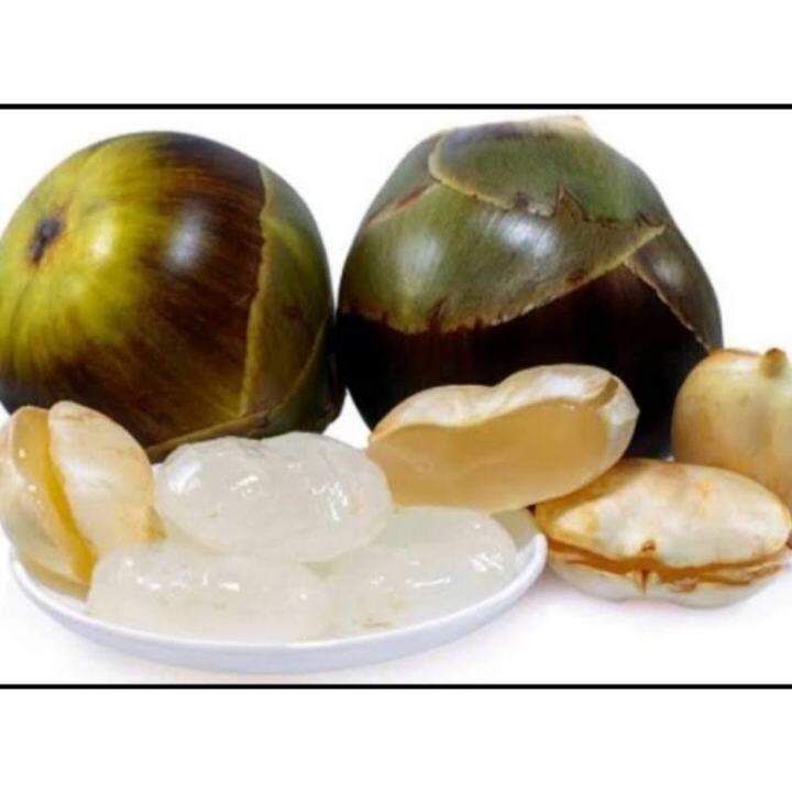Buah lontar atau Siwalan buah segar | Lazada Indonesia