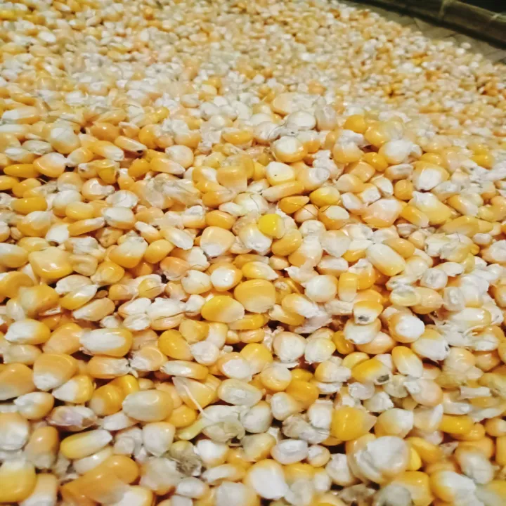 Jagung kristal pakan ayam, pakan merpati kering 1KG | Lazada Indonesia