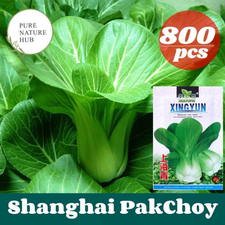 Shanghai Bok Choy Seeds 800pcs Biji Benih Shanghai Pak Choy 上海青白菜 | Lazada