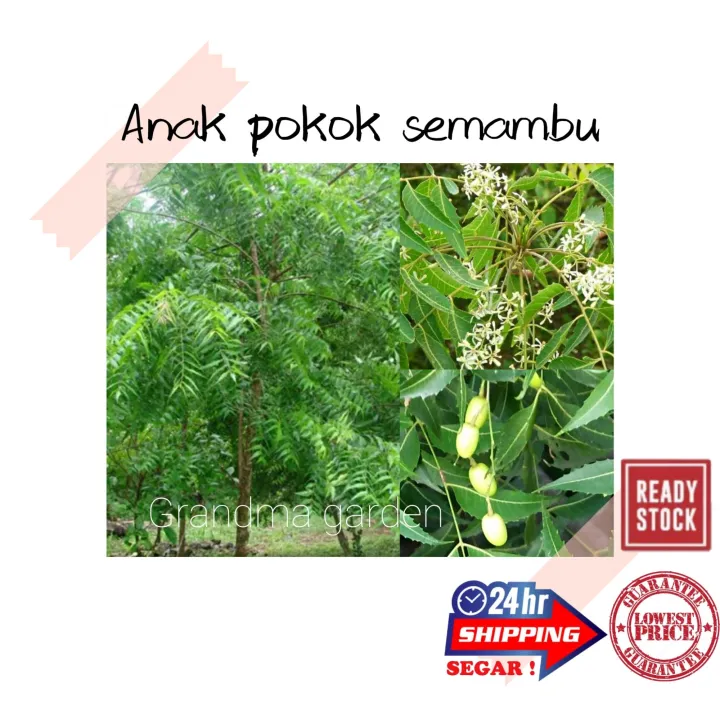 (GG real plant) anak pokok semambu ^ pokok neem herbal plant effect of ...