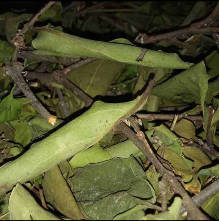 benalu jeruk nipis kering obat herbal 500g | Lazada Indonesia benalu jeruk nipis kering obat herbal 500g | Lazada Indonesia