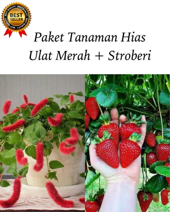 Tanaman Ulat merah+Stroberi / Strawberry jumbo siap tanam segar ...
