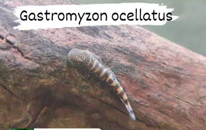 Borneo Sucker Fish Gastromyzon Occelatus | Lazada