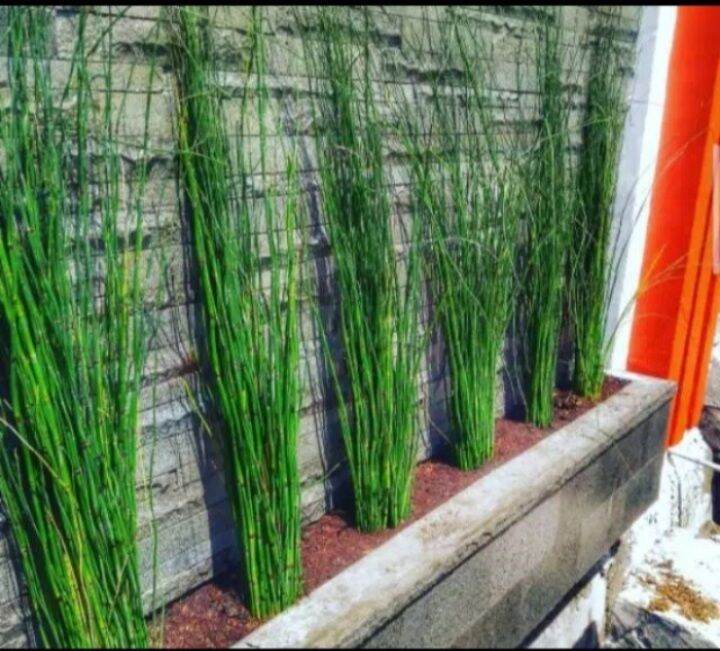 tanaman hias bambu air//pohon bambu air//pohon pembawa hoki | Lazada ...