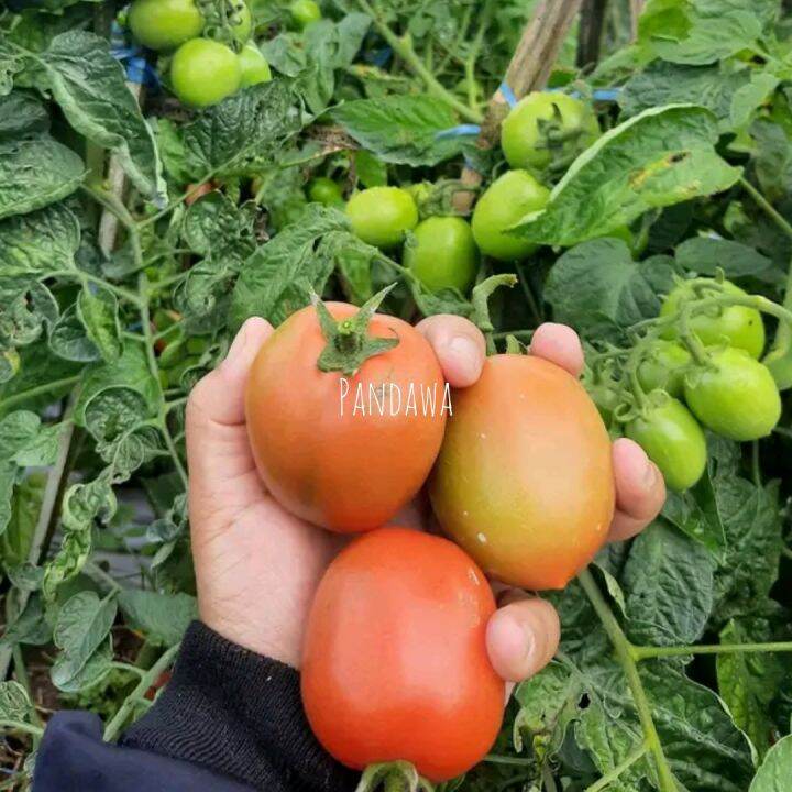 Tomat Segar 1kg | Lazada Indonesia