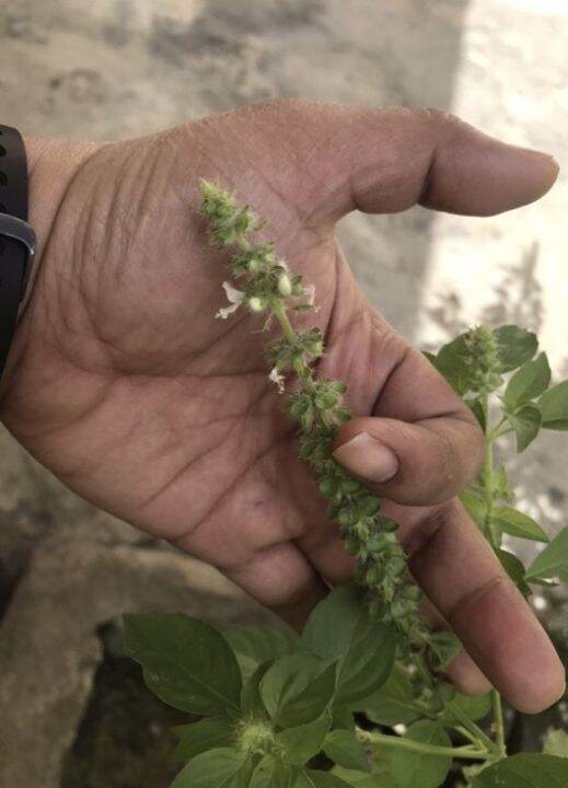 Lemon Basil Seeds / balanoy | Lazada PH