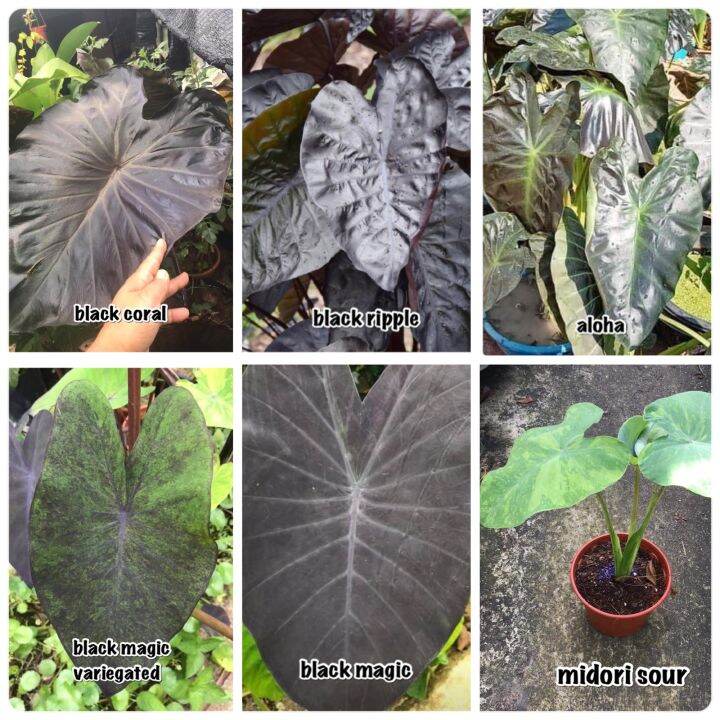 Pokok hidup colocasia black magic, magic variegated,coral, ripple ...