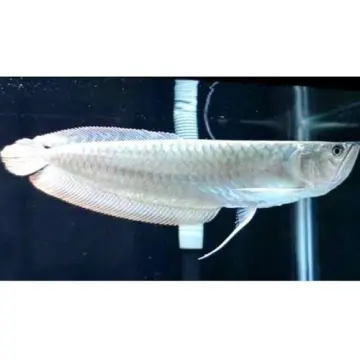 Ikan Arwana Silver