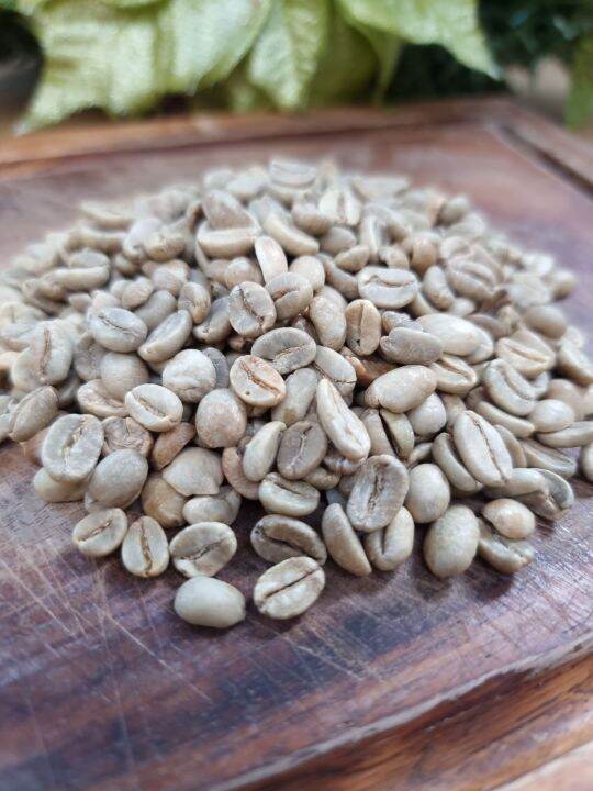 Arabica Catimor Green Coffee Beans | Lazada PH
