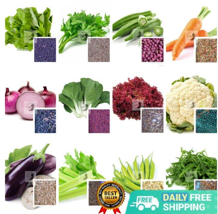 hybrid vegetables repacked seeds for planting Buto pang punla ...