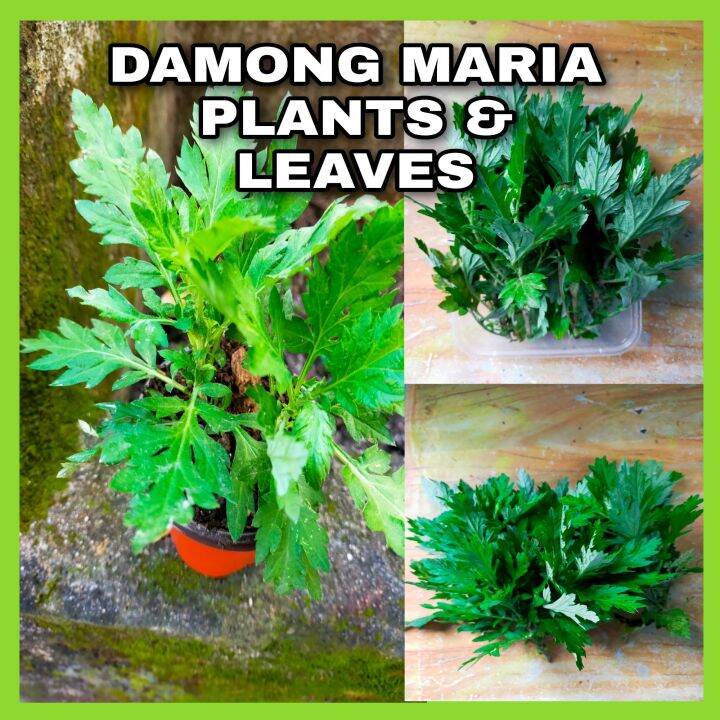 DAMONG MARIA FRESH LEAVES & UPROOTED | Lazada PH