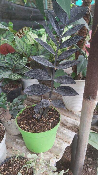 Tanaman Hias Zamioculcas Zamiifoliaraven Black / Black Zamia | Lazada ...