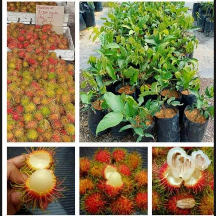 ANAK POKOK RAMBUTAN KERAK NYIUR / KERAK NYIOR | Lazada