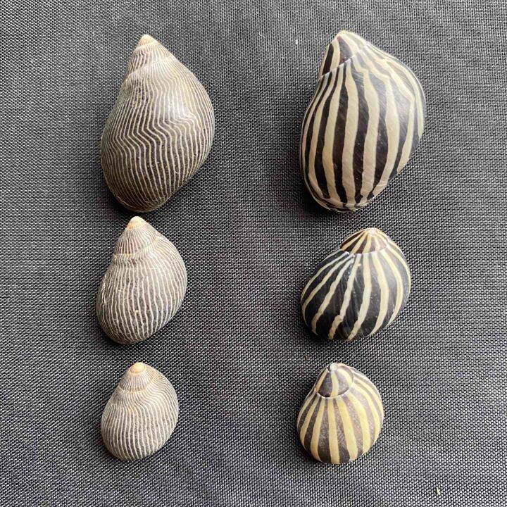 rare Black Pattern Button Conch Fine Zebra Textured Sea Snail 1.2-3cm ...