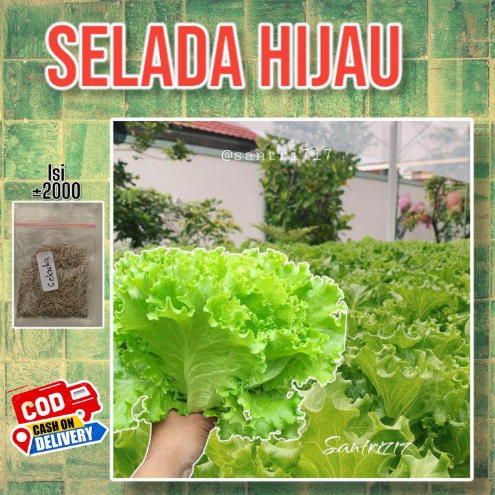 ±2000 benih selada hijau keriting | Lazada Indonesia
