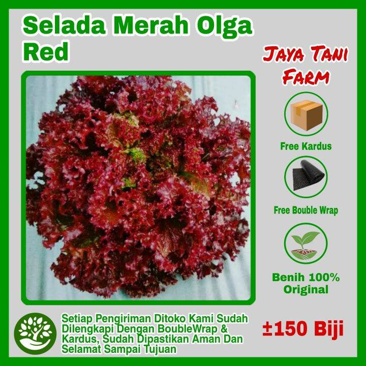 150 Biji Benih Selada Merah Olga Red Hibrida F1 / Bibit Sayuran ...