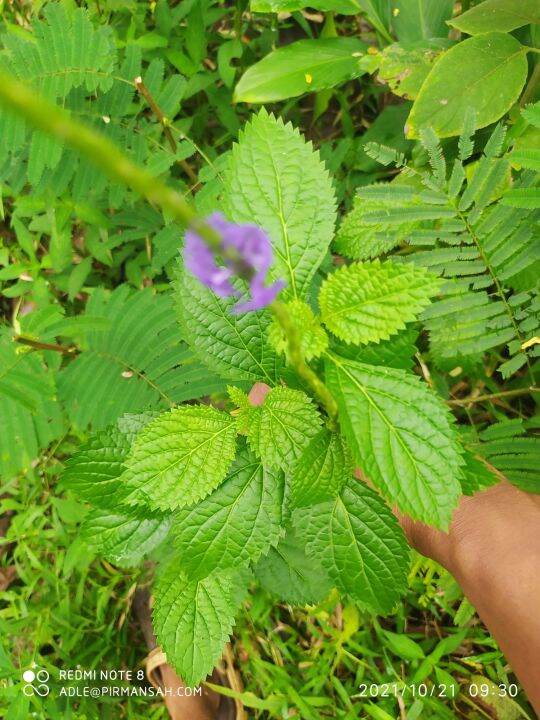 DAUN pecut kuda/jarong herbal | Lazada Indonesia