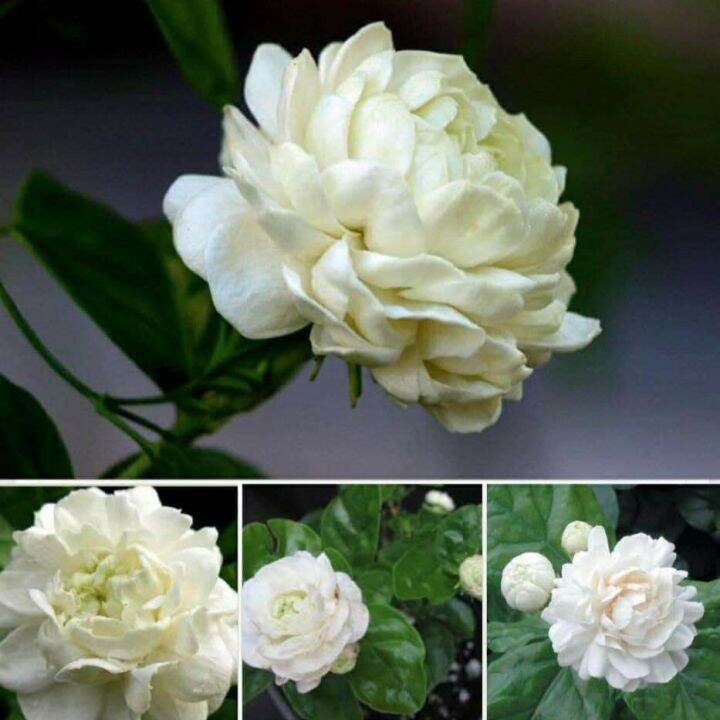 Pokok Ros Melur Rose | Lazada