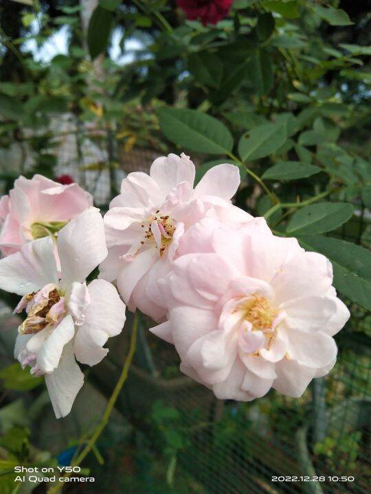 POKOK BUNGA ROSE CECILE BRUNER / ROS PENGANTIN | Lazada