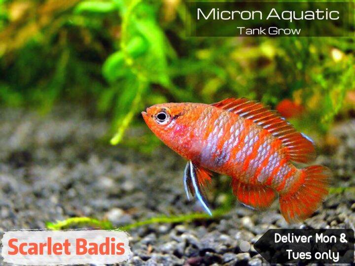 [DOA]Scarlet Badis / Badis-Badis /Dario-Dario / 火焰变色龙 | Lazada