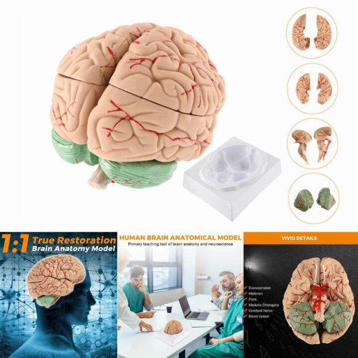 Human Brain Model, Anatomically Accurate Brain Model Life Size Human ...
