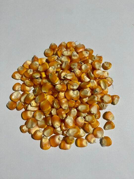 Benih jagung hibrida per 250 butir | Lazada Indonesia