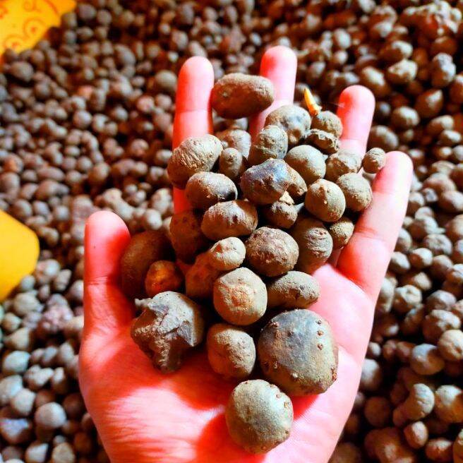 [COD] 1 KG porang katak bulbil | Lazada Indonesia