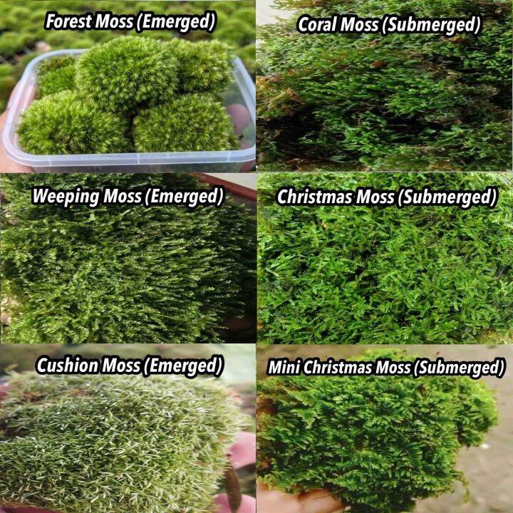 Moss Plant Emerged Submerged Forest Moss Cushion Moss Weeping Coral Moss submerged Christmas ...
