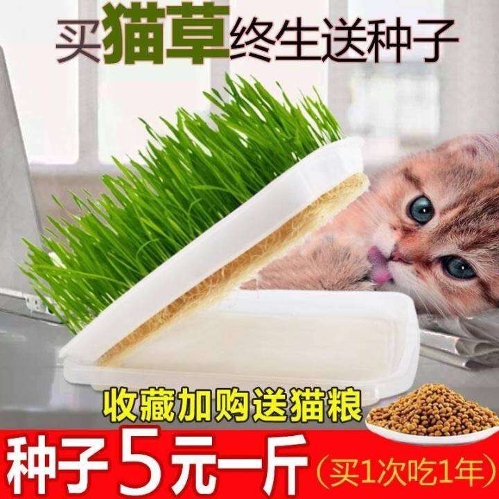 Grass Cat Planting Grow in Water Potted Plant Cat Thinning Lotus Canned ...